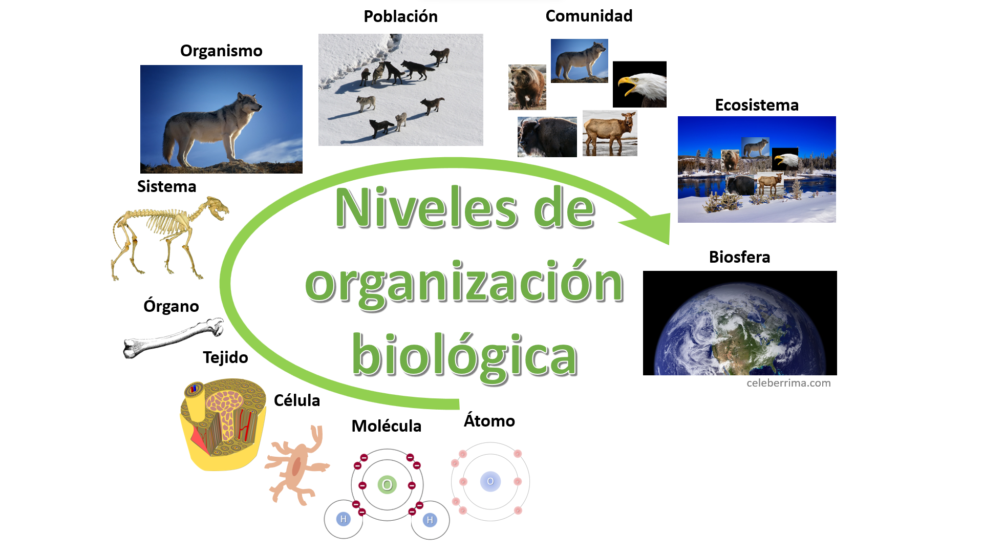 Niveles De Organización Biológica: Comprende Su Importancia – UAFBG